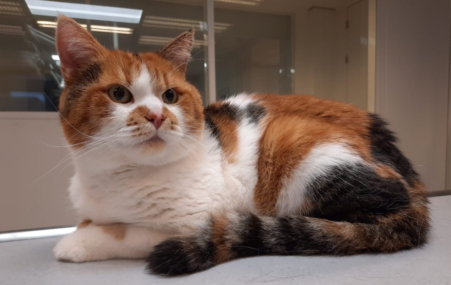Patiënt van de maand: Garfield, de lapjes-kater | EduVet ...